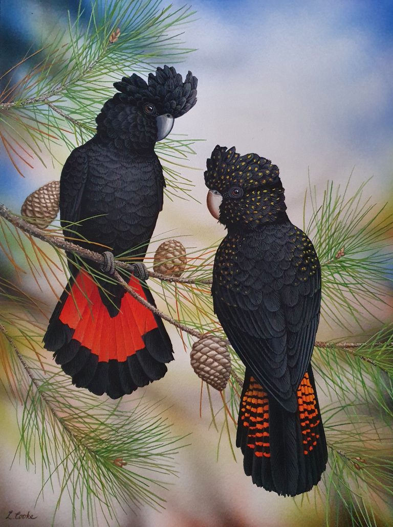 Paintings for Sale – Lyn Cooke Artist