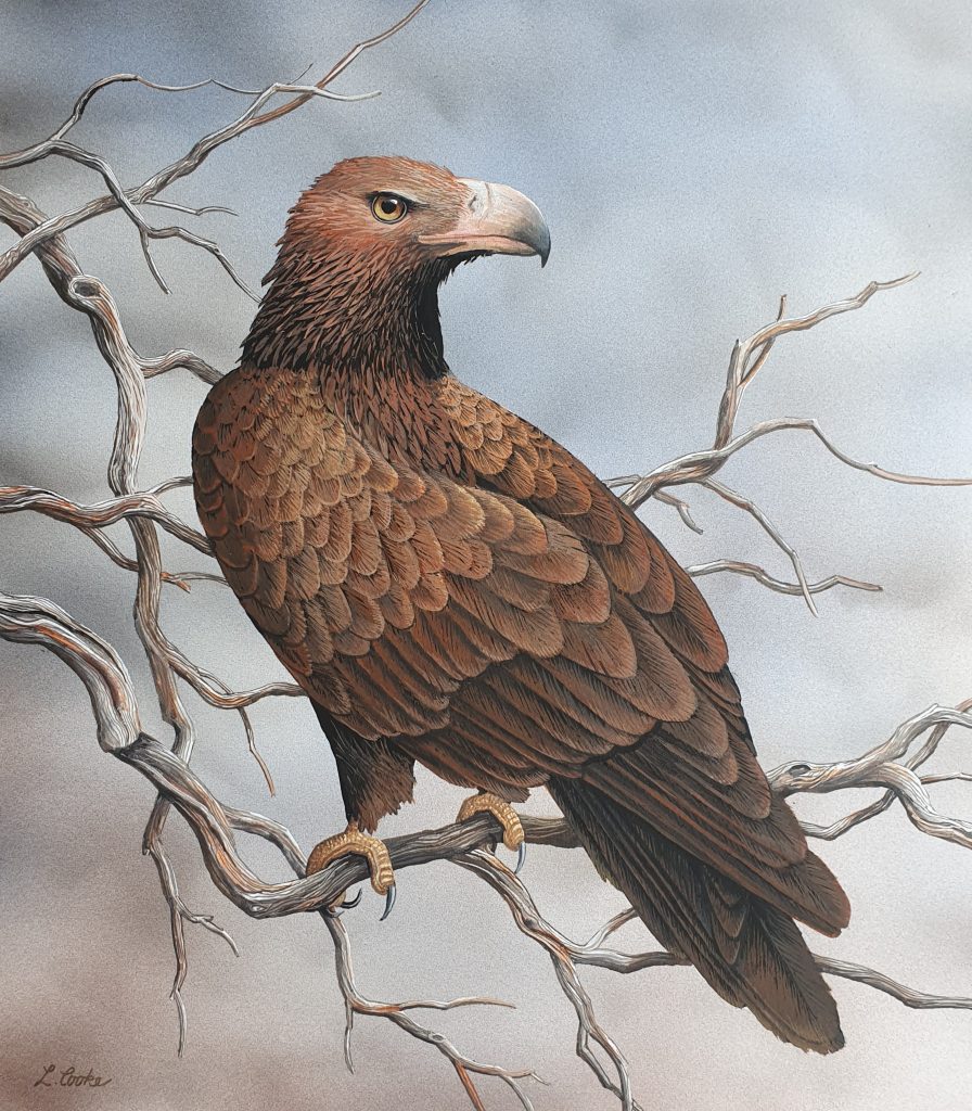 Paintings for Sale – Lyn Cooke Artist