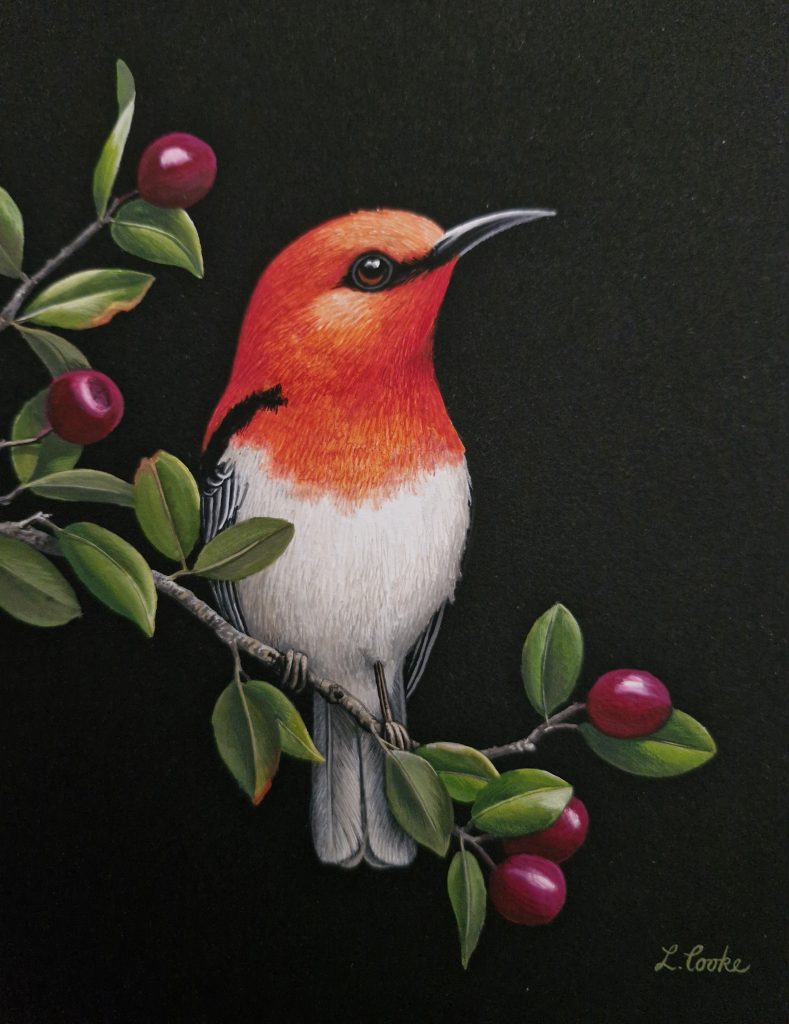 Paintings for Sale – Lyn Cooke Artist